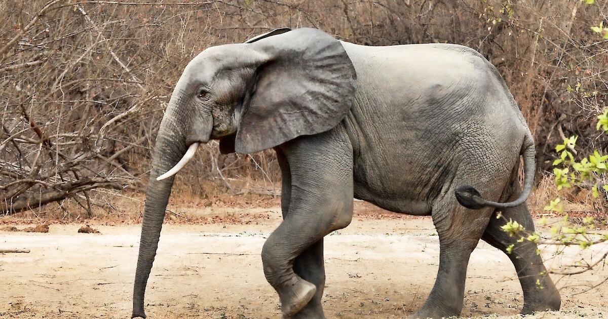 Mole-Nationalpark | Akwaba Afrika Reisen