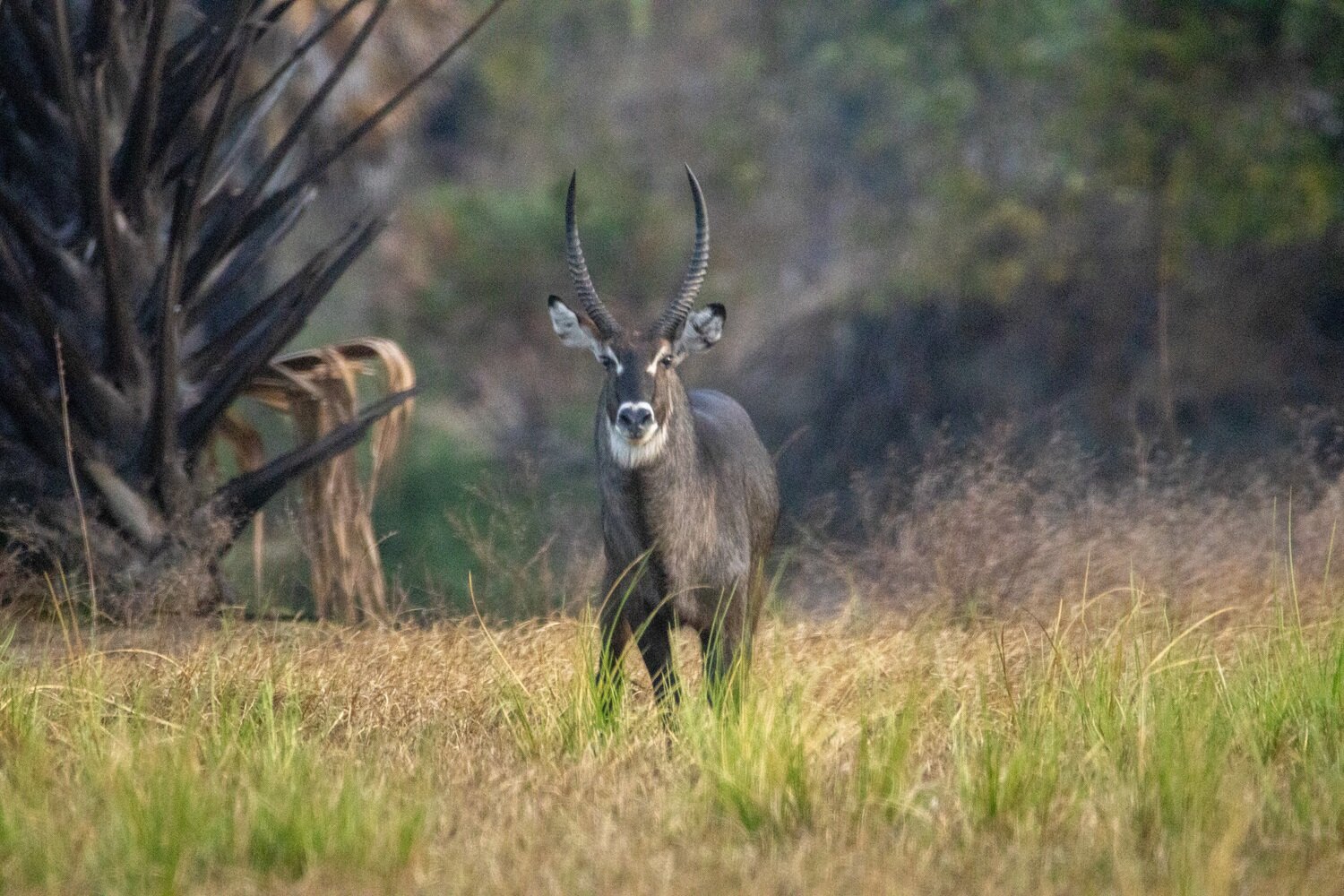 Ugalla-River-Nationalpark | Akwaba Afrika Reisen