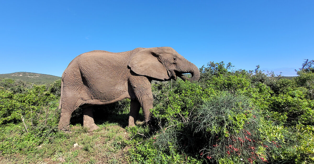 Addo-Elephant-Nationalpark | Akwaba Afrika Reisen